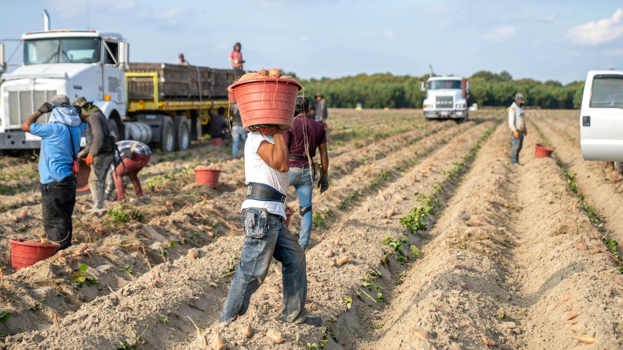 Overtime Rates and Workplace Protections for Agricultural Workers in ...